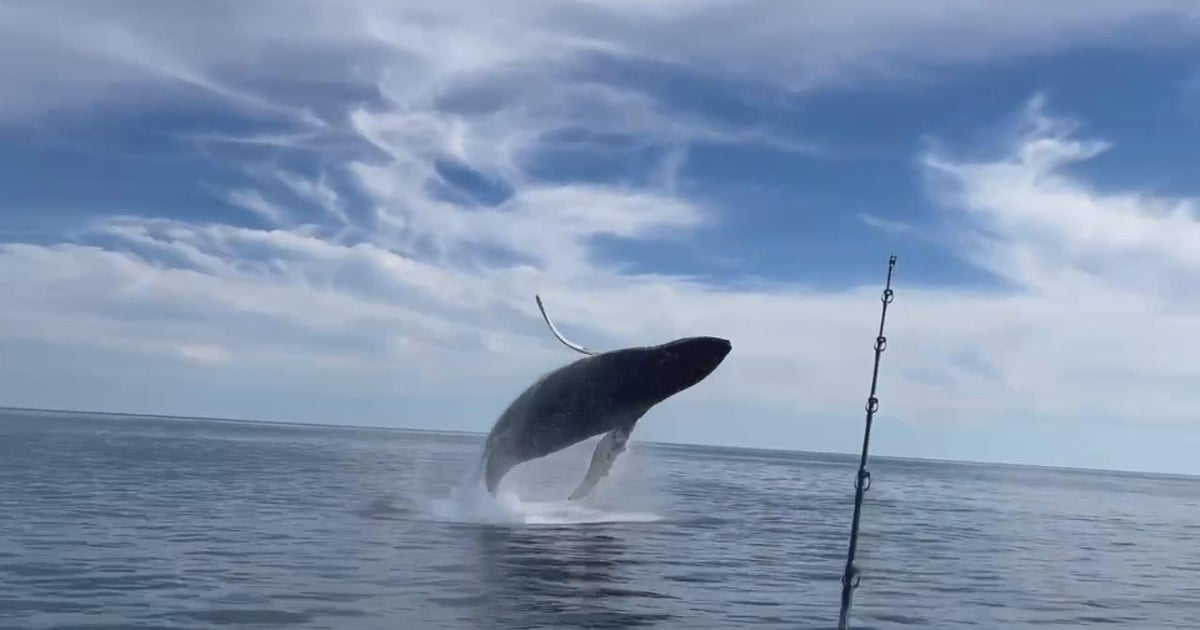 Video shows humpback whales' close call with fishermen off New Hampshire: "Start the boat ...