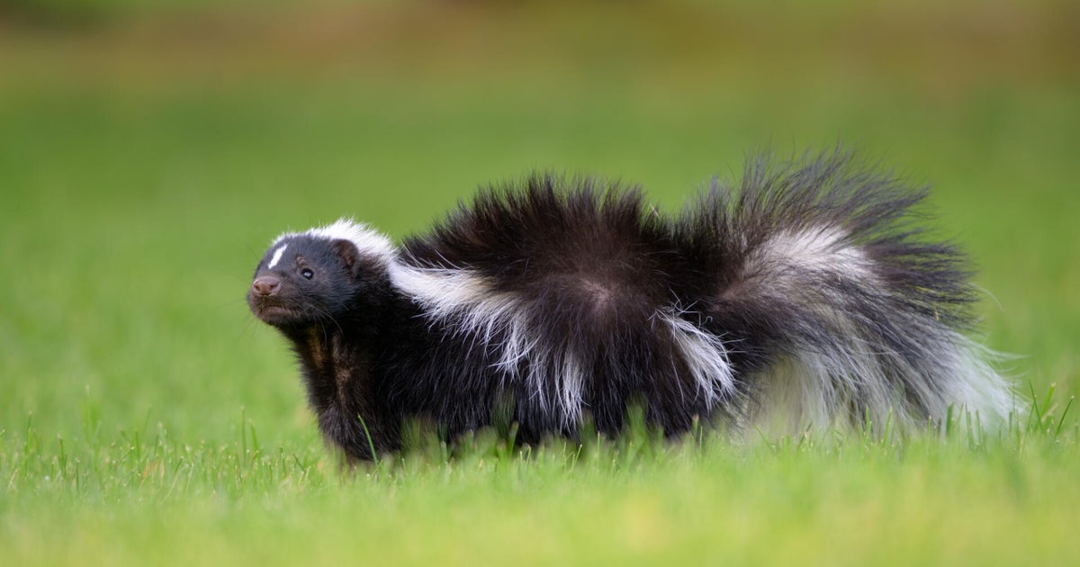 School stinks! Skunk sprays classroom giving hundreds of kids a day off ...