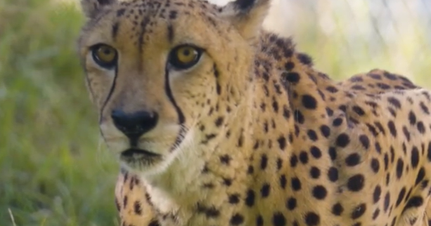 Cherished Dallas Zoo cheetah Winspear, raised alongside a Labrador ...
