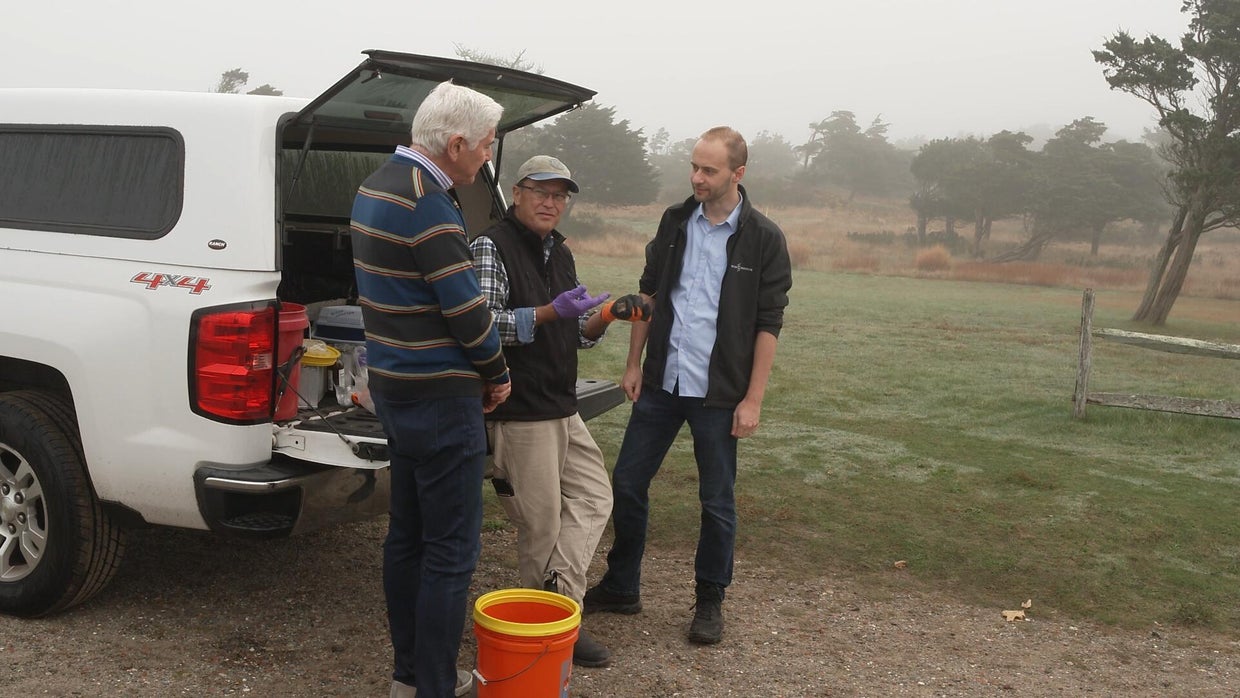 Genetically engineered mice could take the bite out of Lyme disease on ...