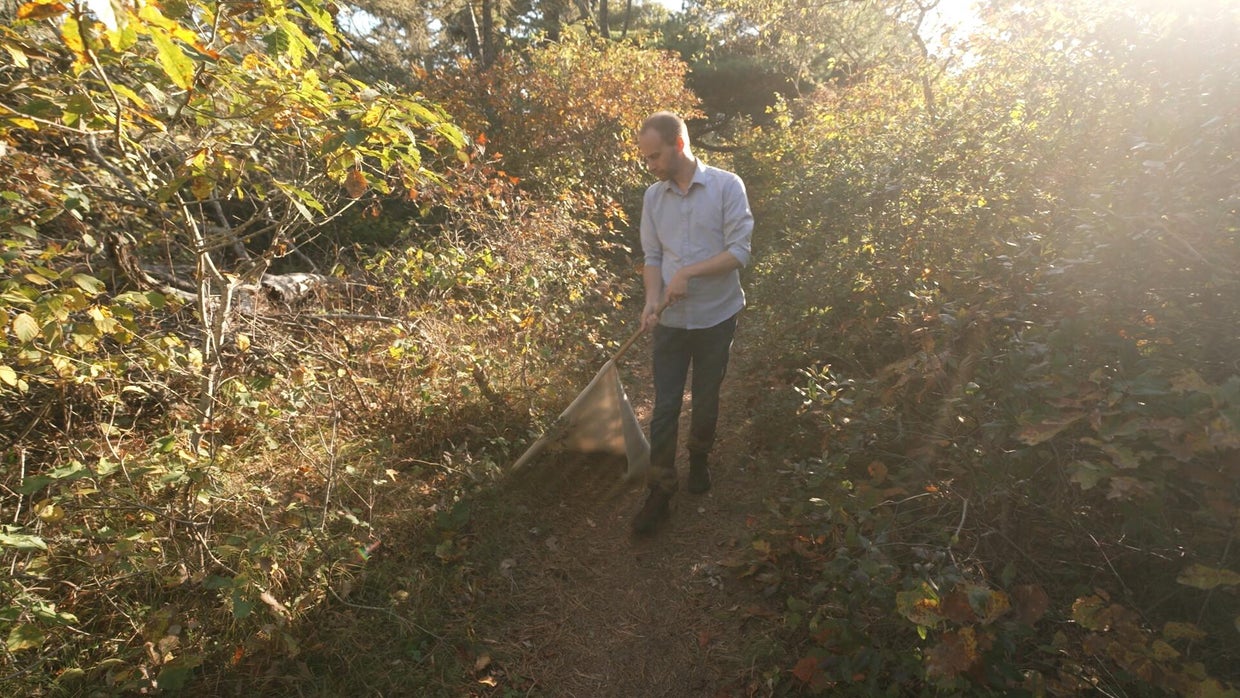 Scientists focus on genetically engineering mice to cut Lyme disease ...