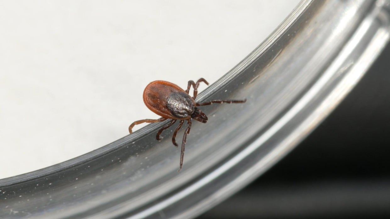 Scientists focus on genetically engineering mice to cut Lyme disease ...
