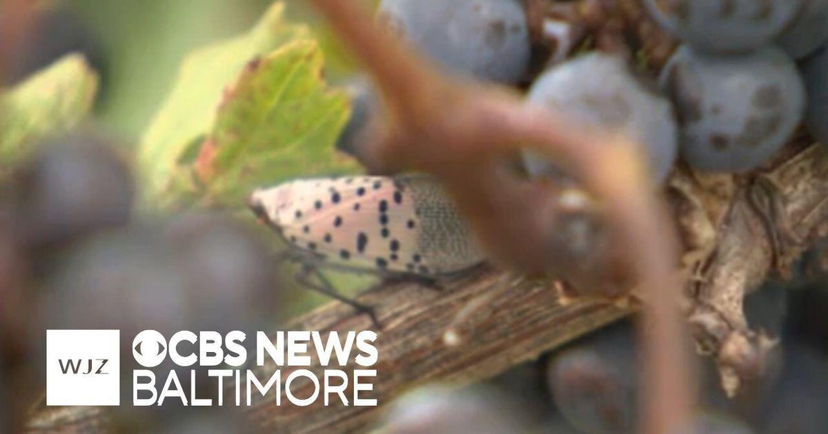 Invasive spotted lanternfly harms Maryland's grapevines, vineyards ...
