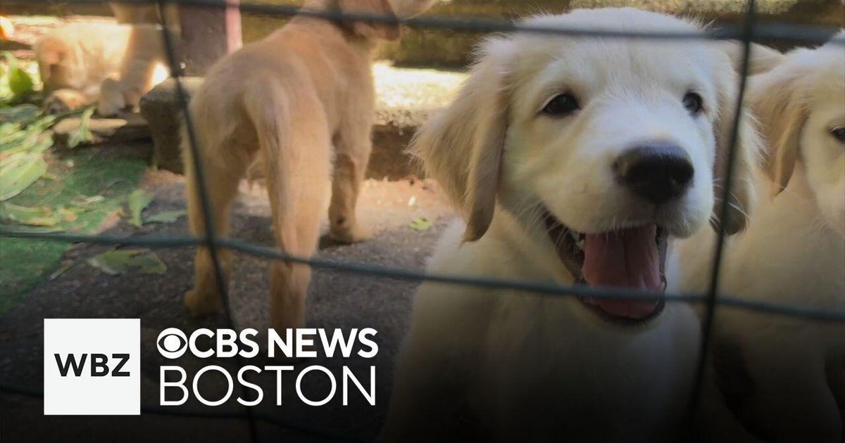 Puppies rescued from animal cruelty case now up for adoption in ...