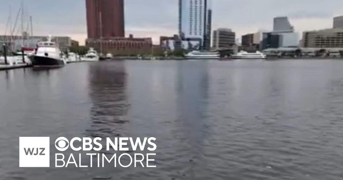 25,000 dead fish causing a stench near Baltimore's Inner Harbor - CBS ...