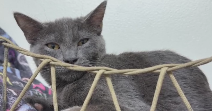 Lange Foundation helps animals in need find their forever homes - CBS ...