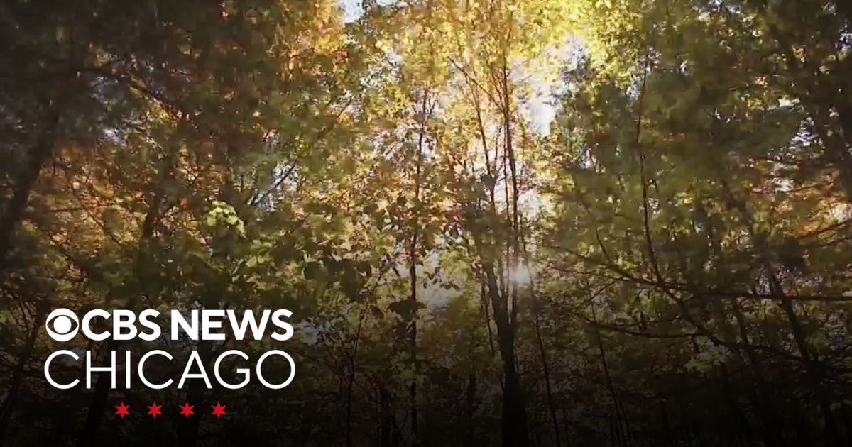 Highest level mold count recorded in more than a decade - CBS Chicago