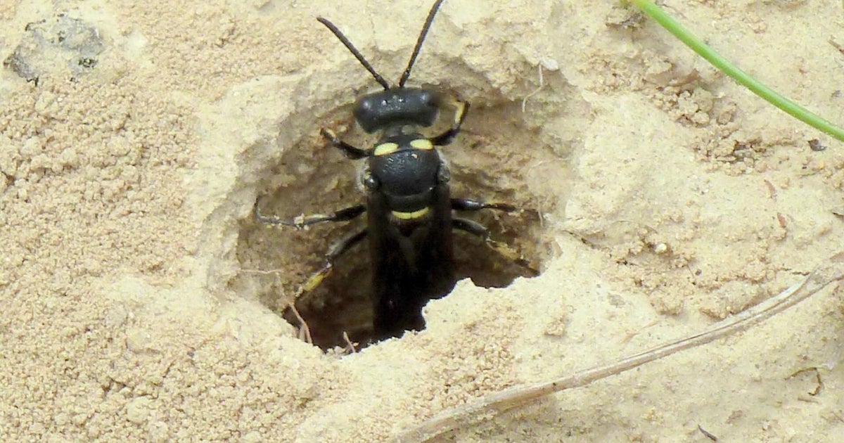 Minnesota DNR using wasps to slow spread of emerald ash borer in ...