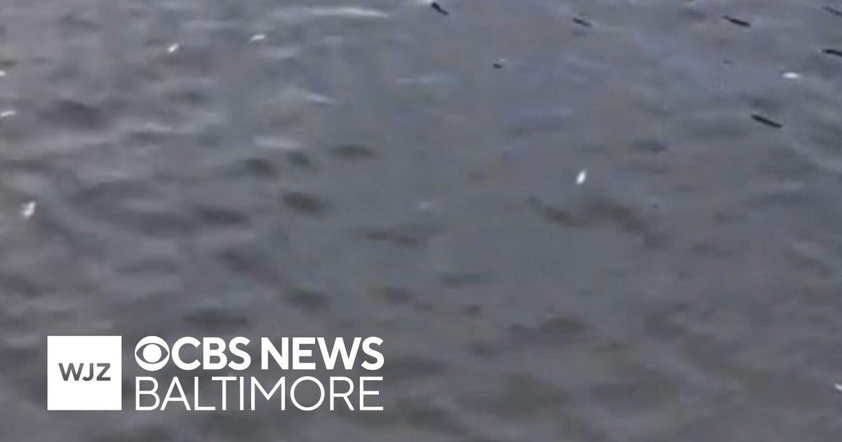 25,000 dead fish are behind stench near Baltimore's Inner Harbor, MDE ...
