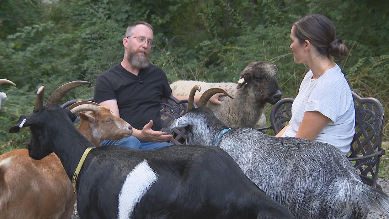 Rhode Island "lambscaping" crew of sheep and goats clears brush from ...