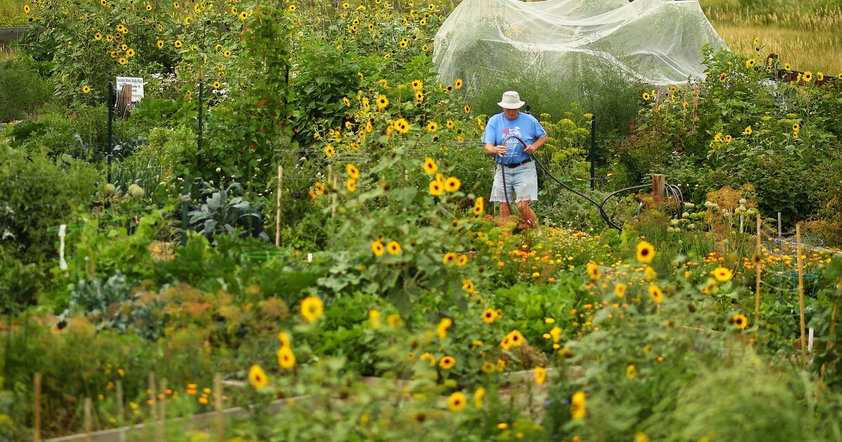 Colorado experts say trees and shrubs still need attention despite ...