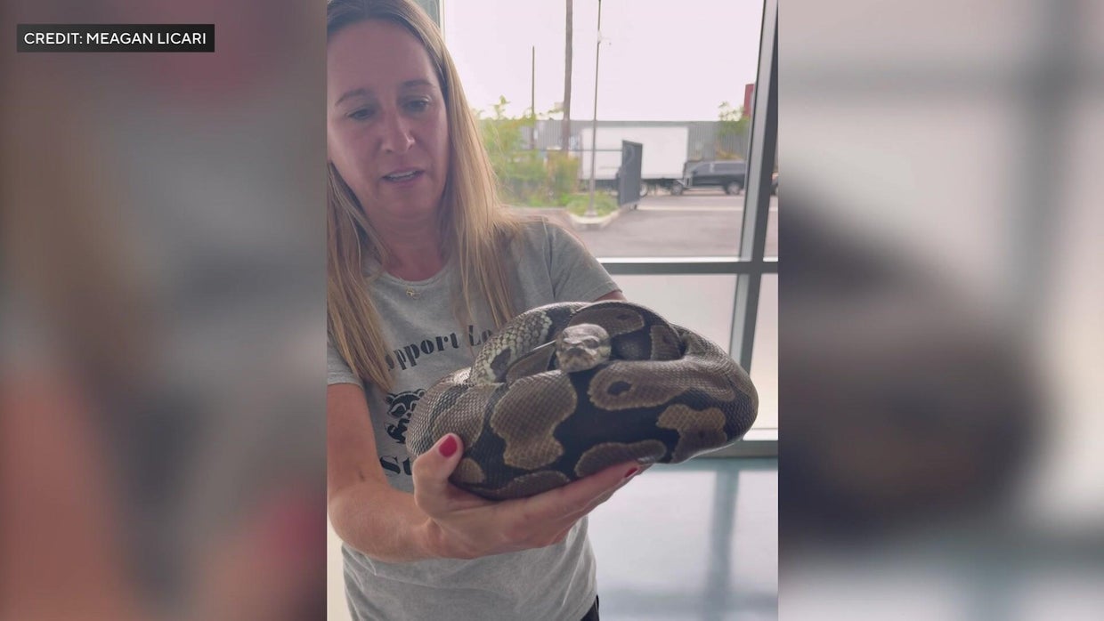 4-foot python recovered from Forest Park, Queens. 2 are still missing ...