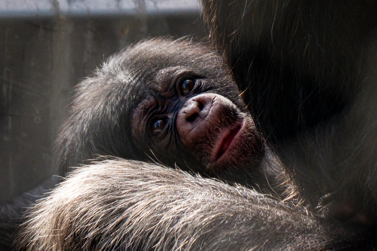 Los Angeles Zoo welcomes 2 baby girl chimpanzees - CBS Los Angeles