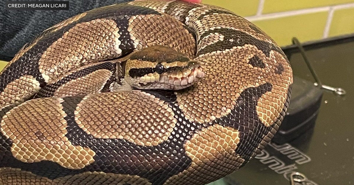 4-foot python recovered from Forest Park, Queens. 2 are still missing ...