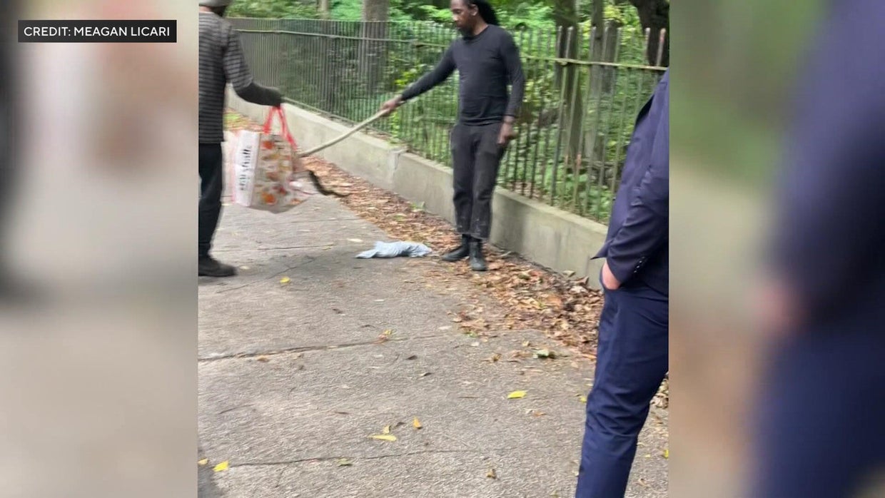 4-foot python recovered from Forest Park, Queens. 2 are still missing ...