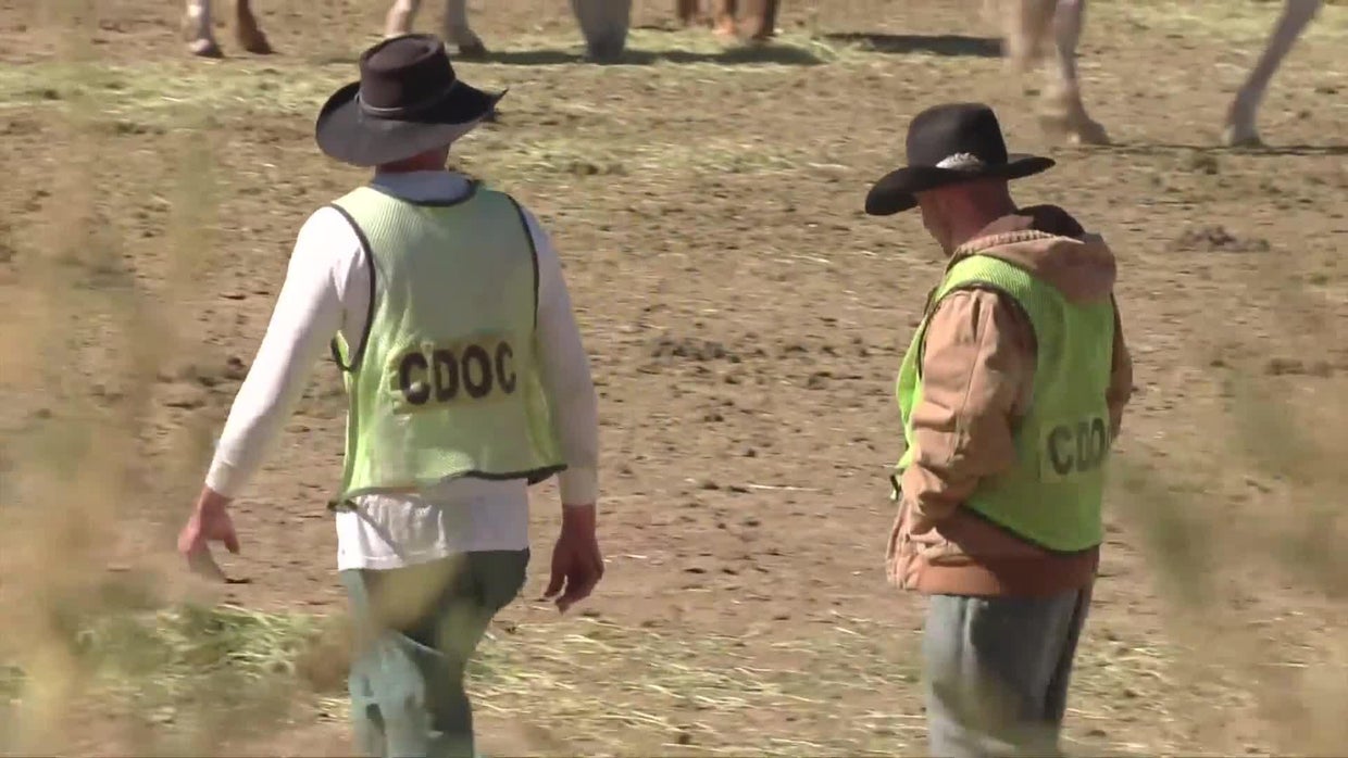 Horses at Colorado prison need new homes as vocational training program ...