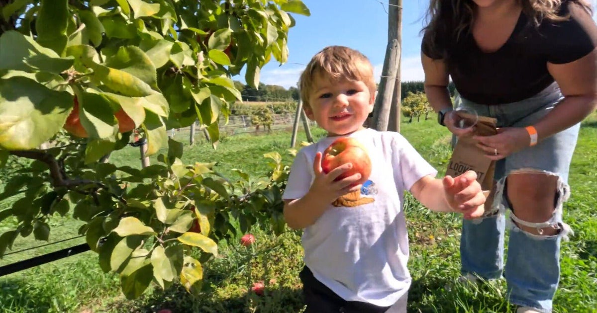 Thousands go apple picking in the picture-perfect warm weather in ...