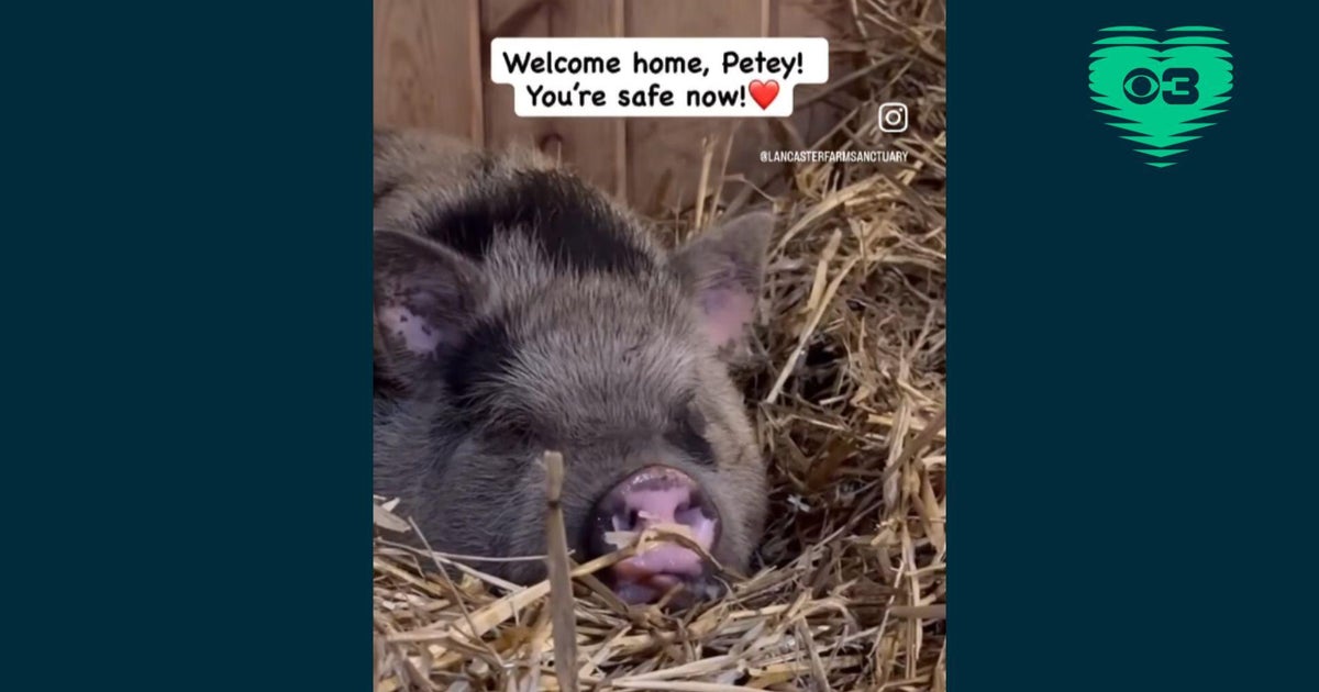 Elusive pig named Petey finds new home at Lancaster, Pennsylvania, farm ...