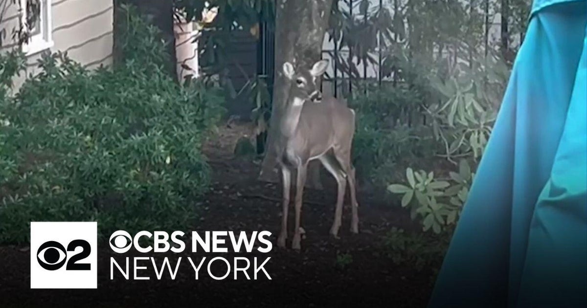 Deer danger warning in New Jersey - CBS New York