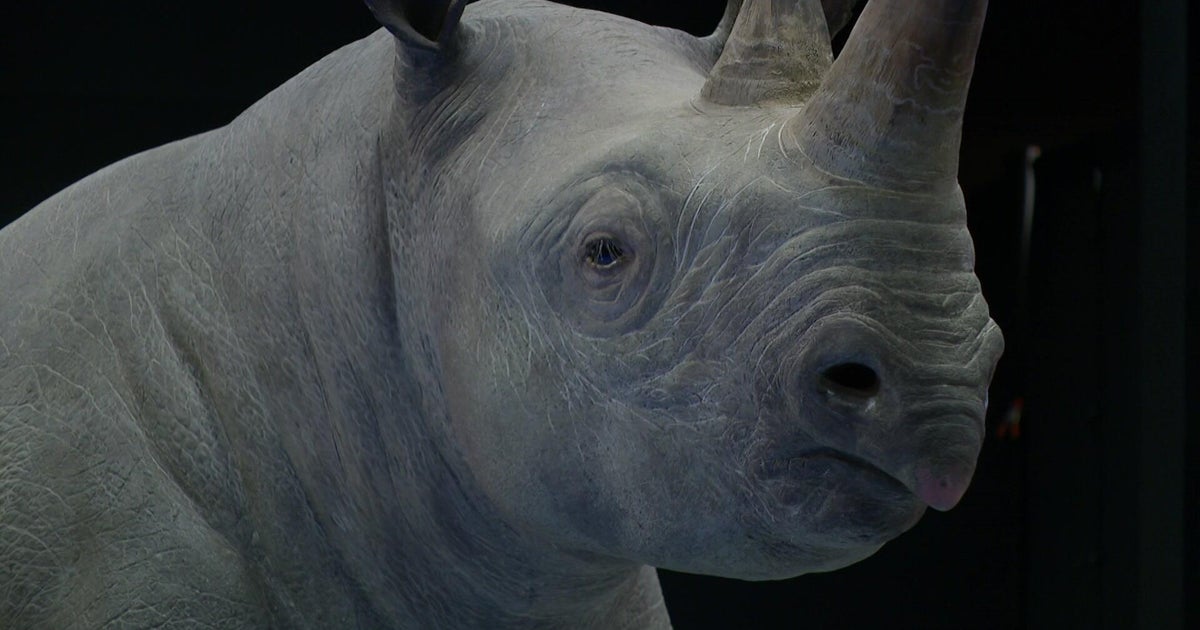 New Minnesota science museum exhibit highlights how skin helps all ...