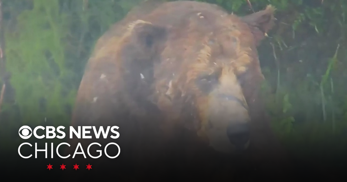 32 Chunk wins Fat Bear Week after being runner-up twice - CBS Chicago