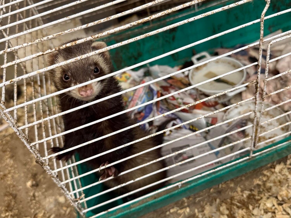 Over 200 animals, 95-year-old woman found in hoarding house on Long ...