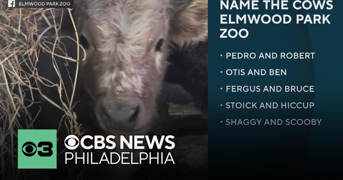 Help name 2 miniature highland cows at Elmwood Park Zoo in Pennsylvania ...