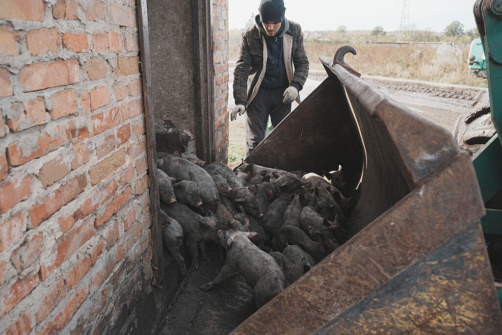Russian drone attack kills 13,000 pigs in Ukraine, officials say - CBS News
