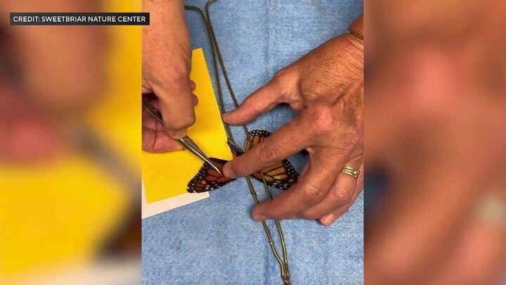 Monarch butterfly gets a life-saving wing transplant on Long Island ...
