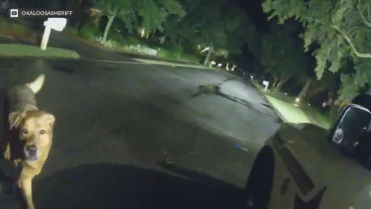 Video shows hero dog guiding Florida deputy to injured 86-year-old ...