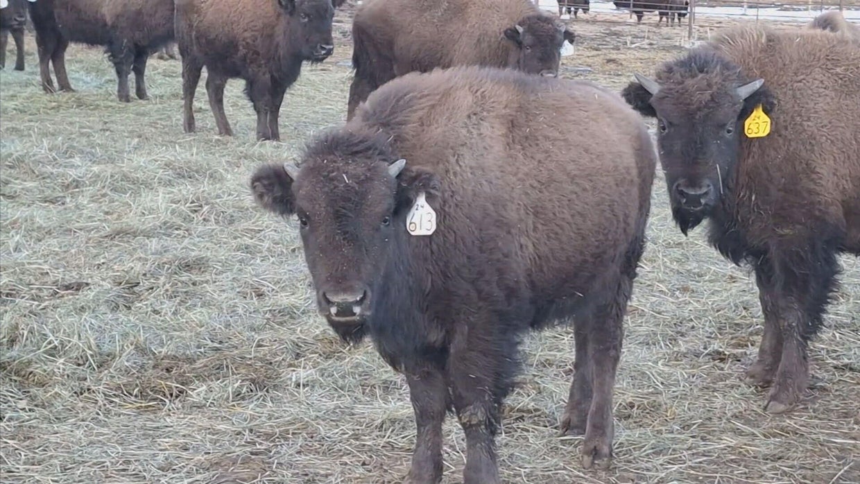 CU Boulder's newest Ralphie buffalo has deep Colorado roots - CBS Colorado