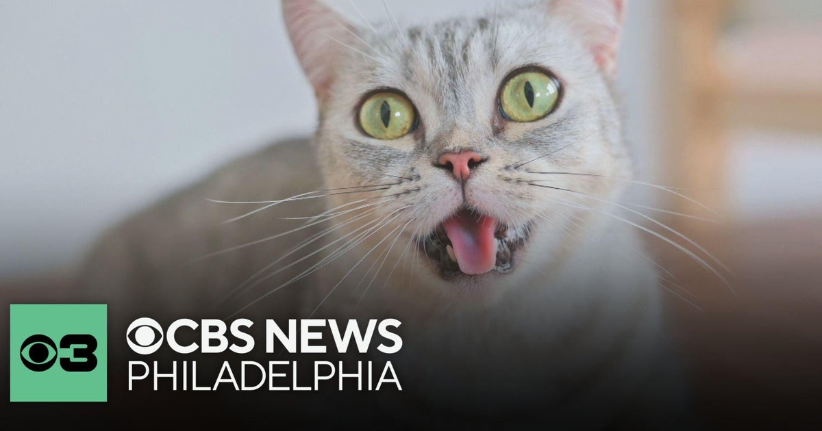 Your cat's hiss might signify more than just a bad mood | Pet Project ...