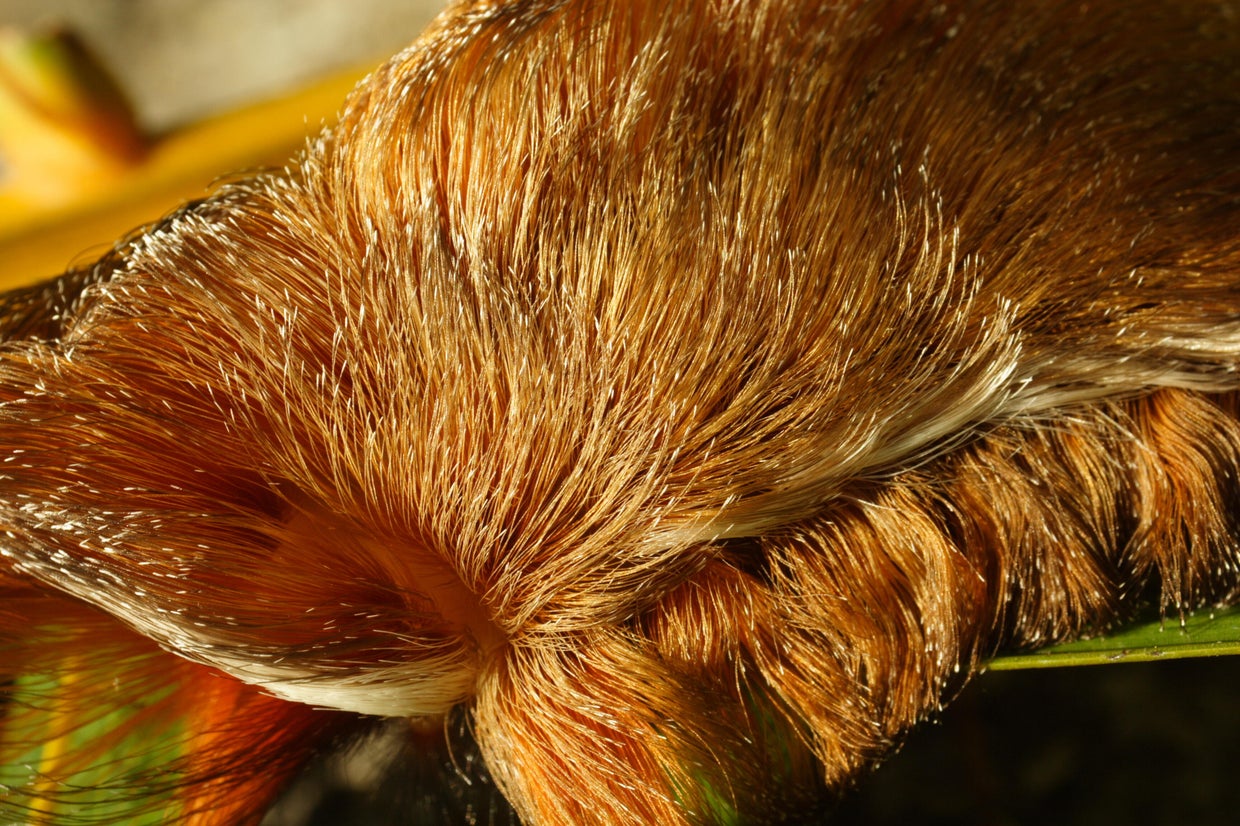 Don't pet this "furry" Florida creature — its venomous sting can send ...