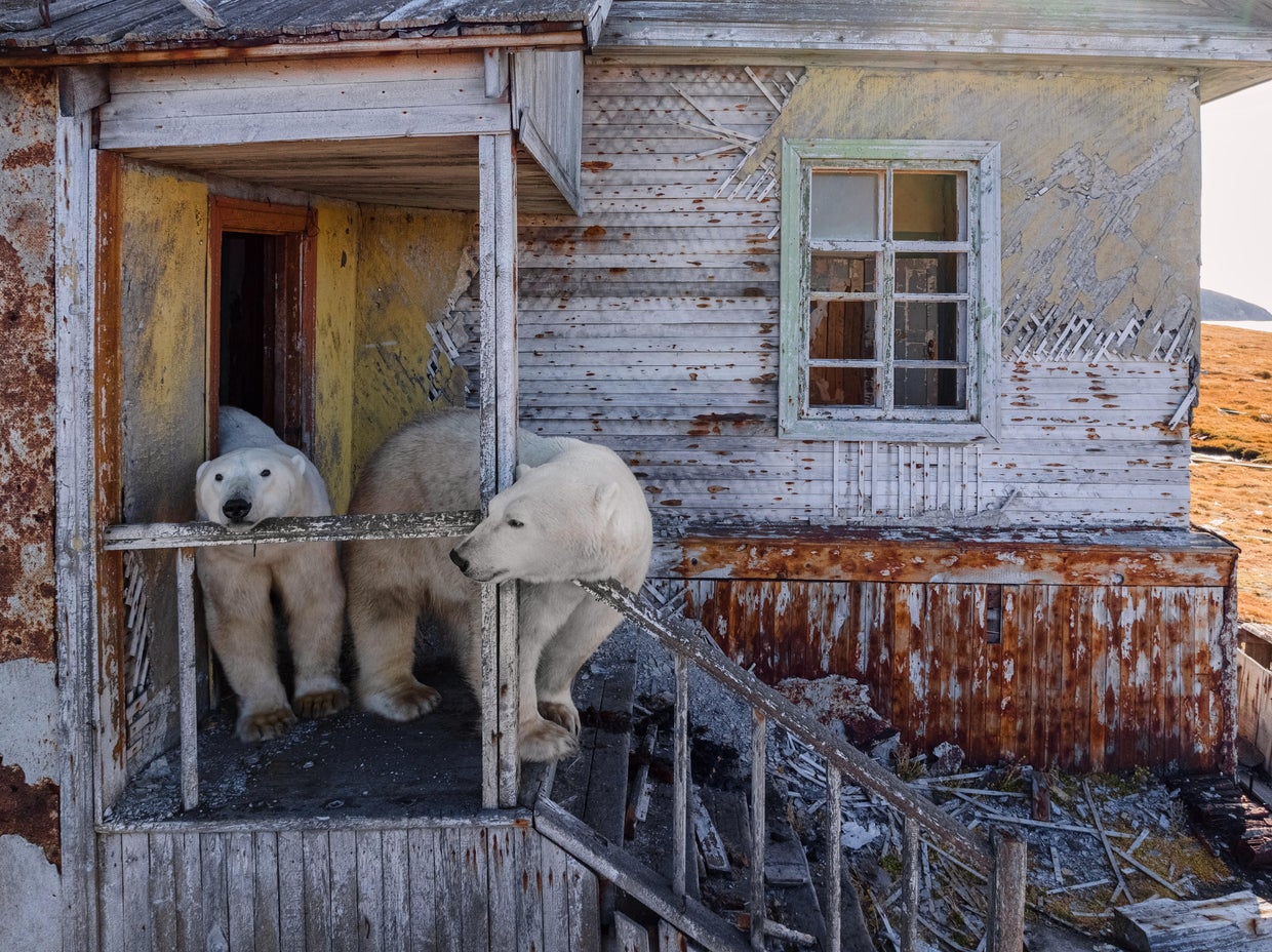 Photos show polar bears making themselves at home at abandoned Russian ...