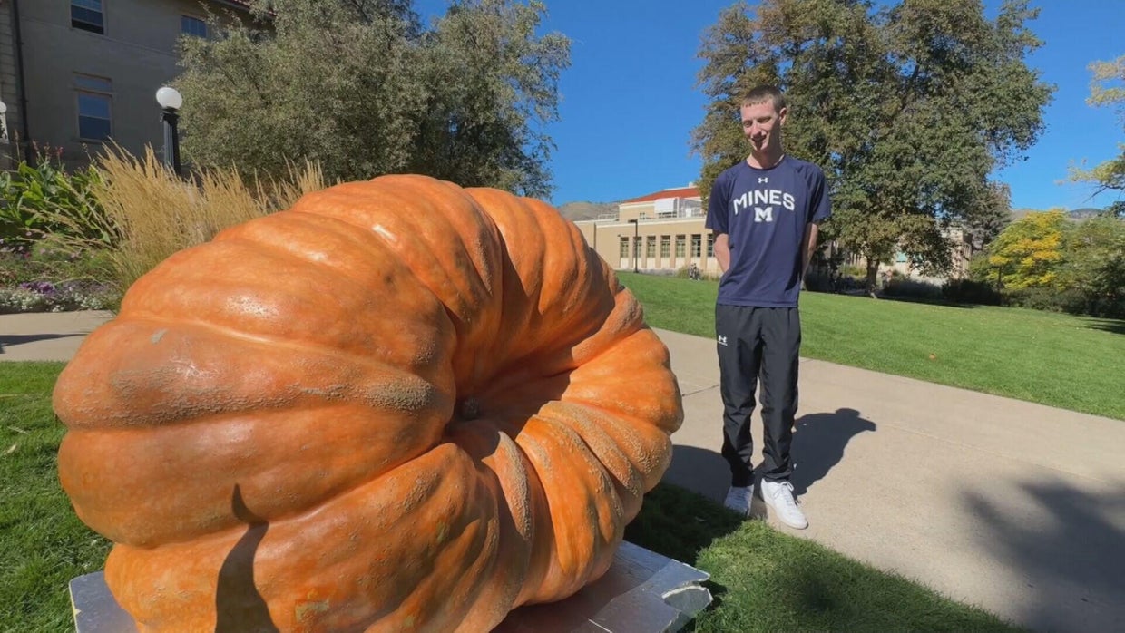 Colorado School of Mines shows off 1,579 pound pumpkin grown by student ...