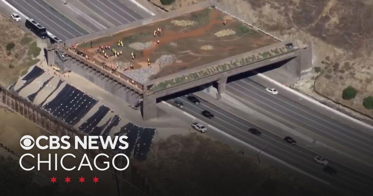 First permanent plants put in world's largest wildlife crossing ...