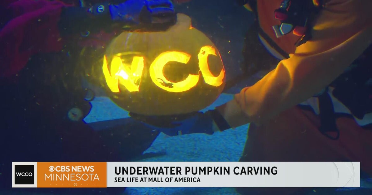 Carving a WCCO pumpkin...underwater! - CBS Minnesota