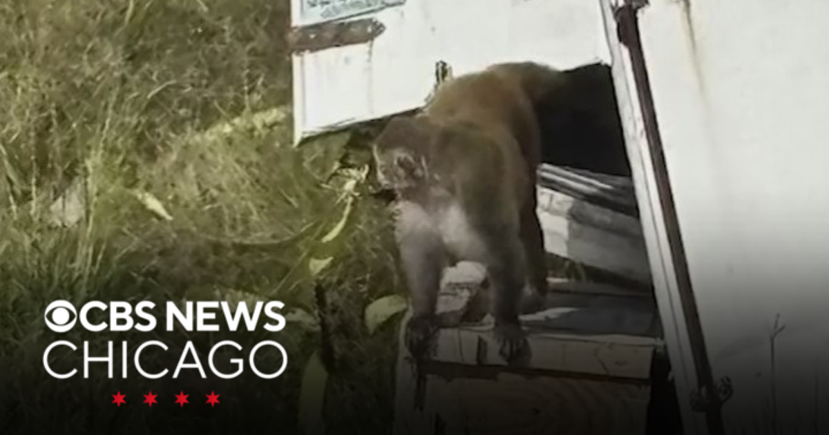 Escaped monkey shot and killed by woman in Mississippi - CBS Chicago