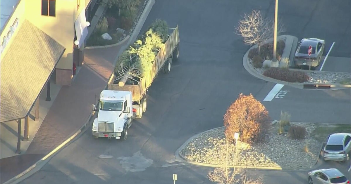 Colorado's tallest Christmas tree arrives in Castle Rock - CBS Colorado