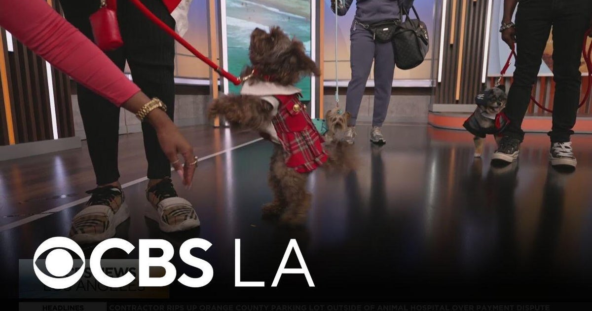 Barking Nipsey dog fashion - CBS Los Angeles