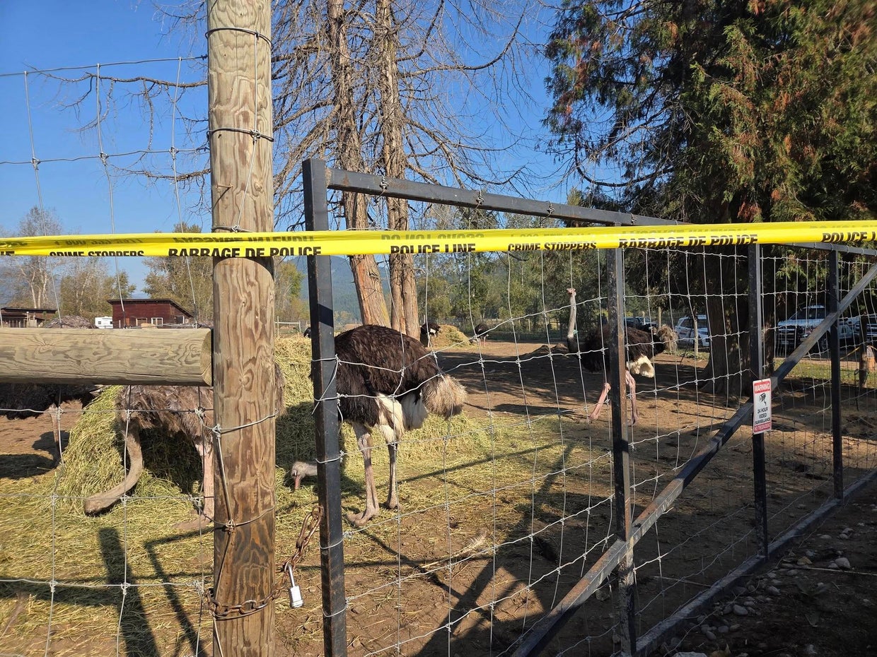 Canadian ostrich farm loses long legal battle to avoid cull of its ...