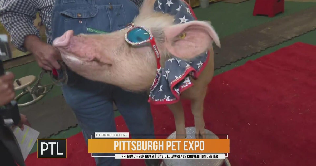 The biggest pet convention in the U.S. is here in Pittsburgh! - CBS ...