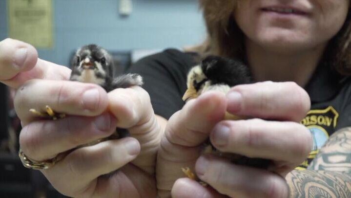 Rare rabbits, 60 chickens among the animals found living in horrendous ...