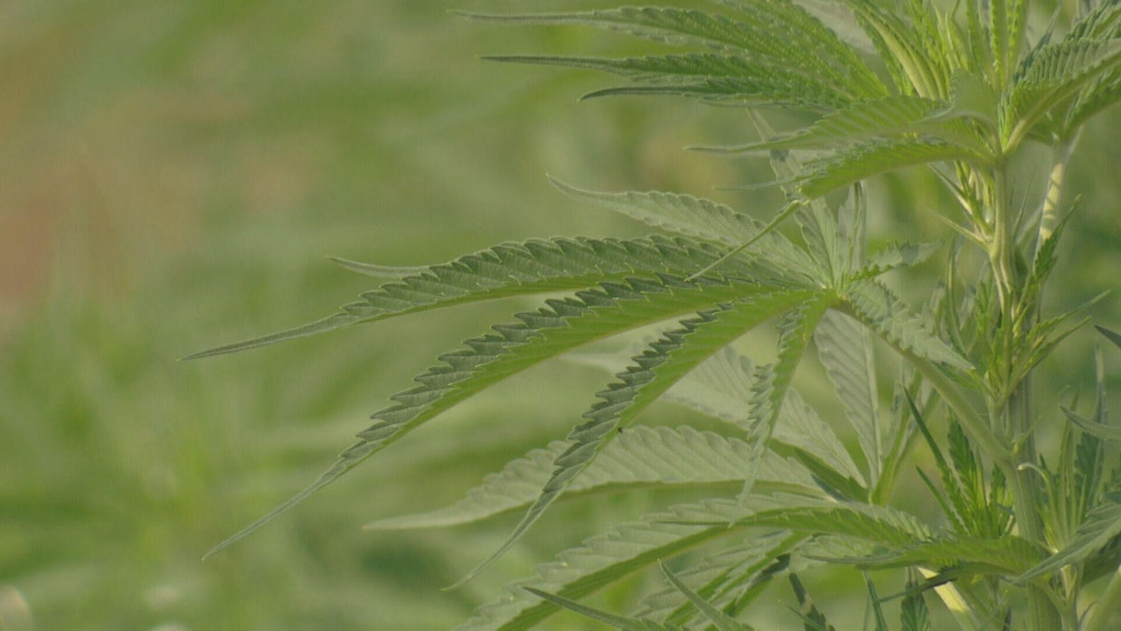 Colorado hemp producers and sellers stunned by new federal limits on ...