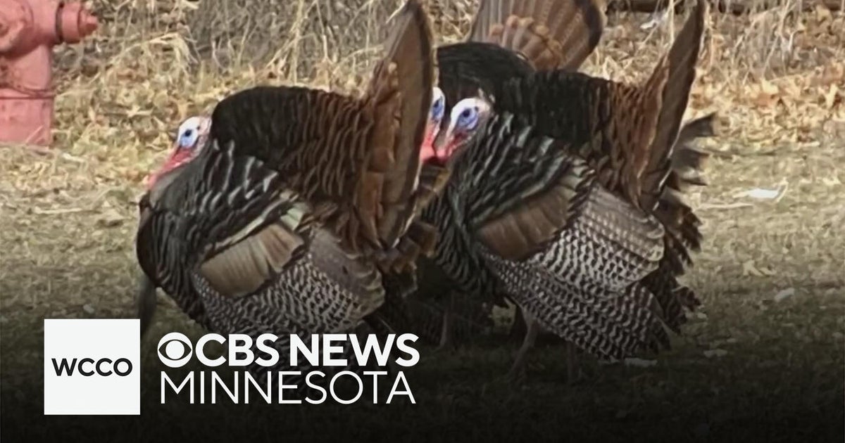 Wild turkeys on the attack in western Wisconsin - CBS Minnesota