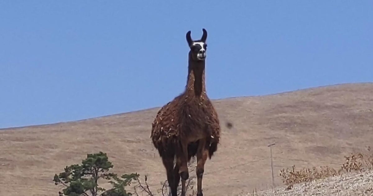 Alpaca abandoned in Fremont hills taken to animal sanctuary - CBS San ...
