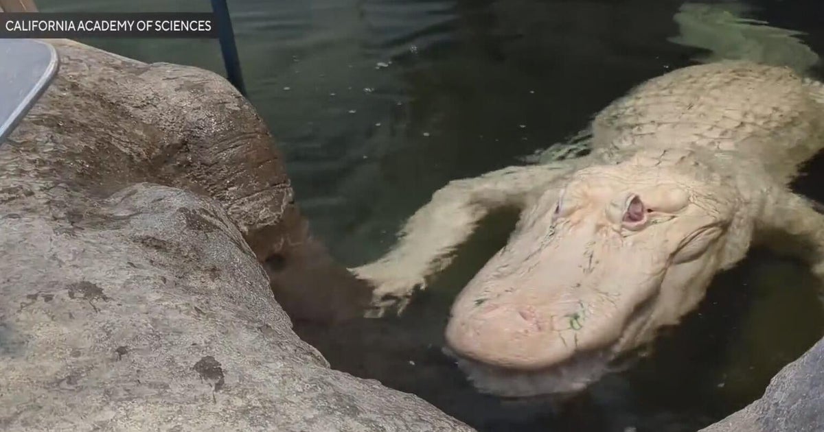 Claude the albino alligator at Cal Academy dies at age 30 - CBS San ...
