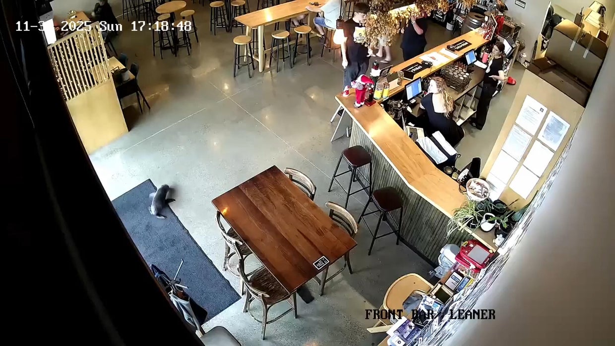 Baby seal waddles into New Zealand bar and heads to the bathroom ...