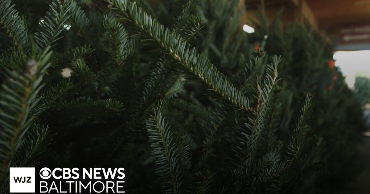 Christmas trees could trigger allergies, experts say - CBS Baltimore