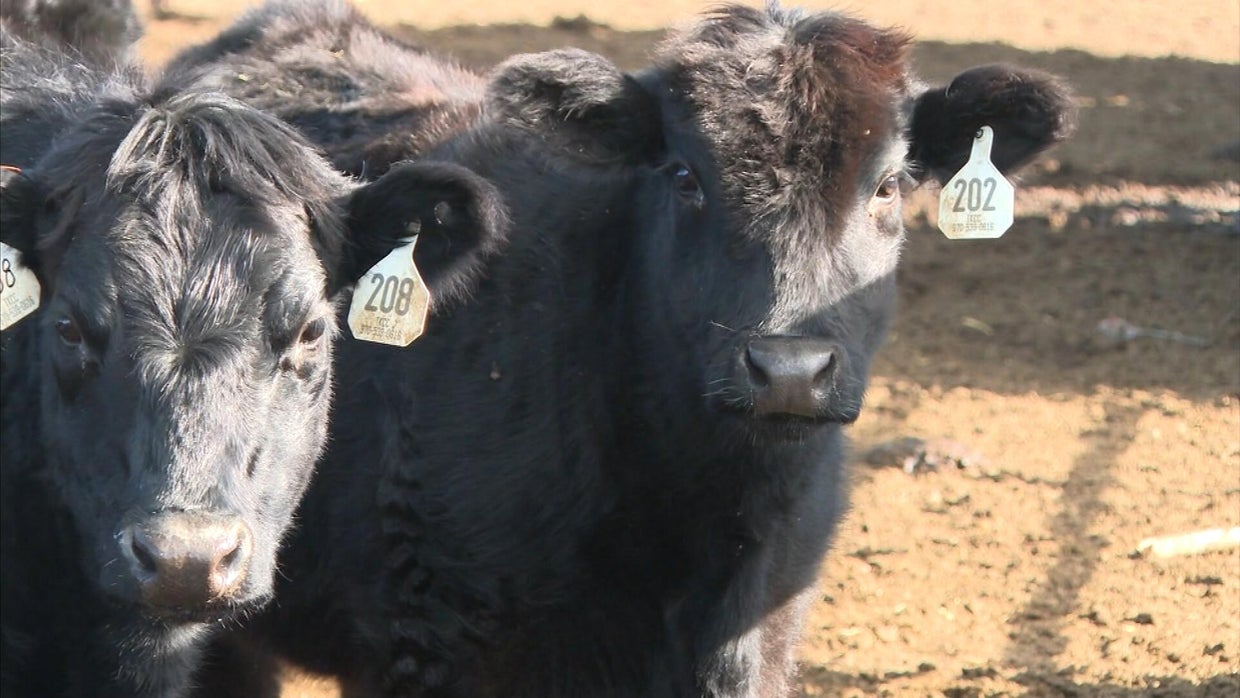 Dozens of cows presumed stolen in Northern Colorado, costing ranchers ...